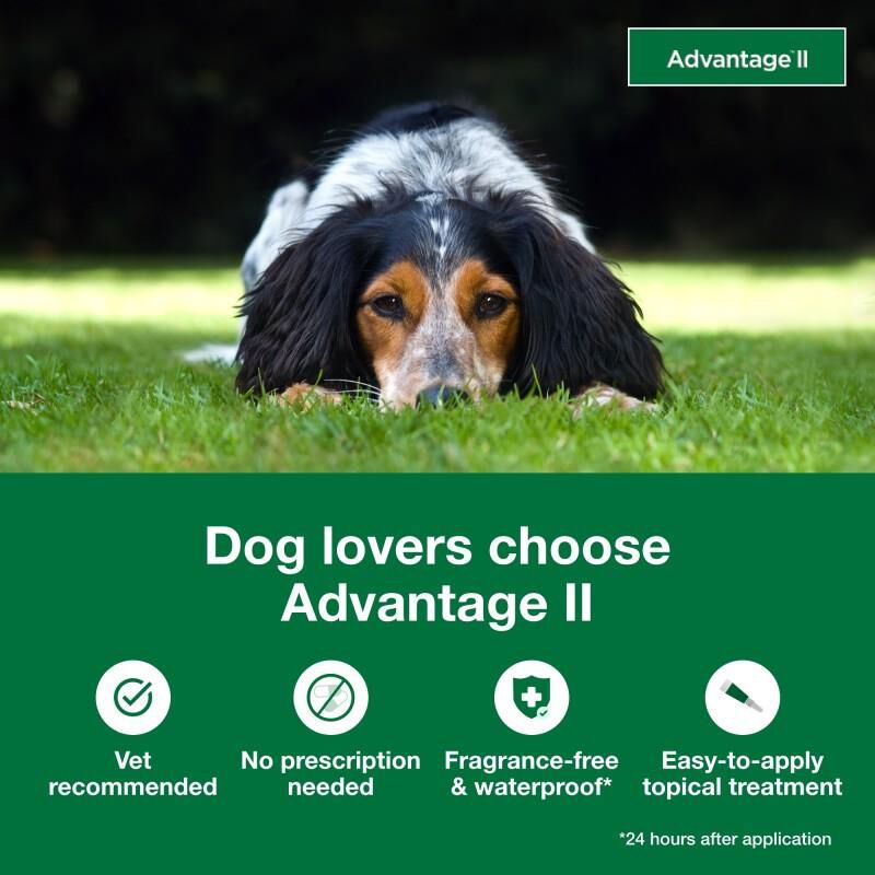 Buy Advantage II for Small & Large Dogs - Flea & Tick | Allivet