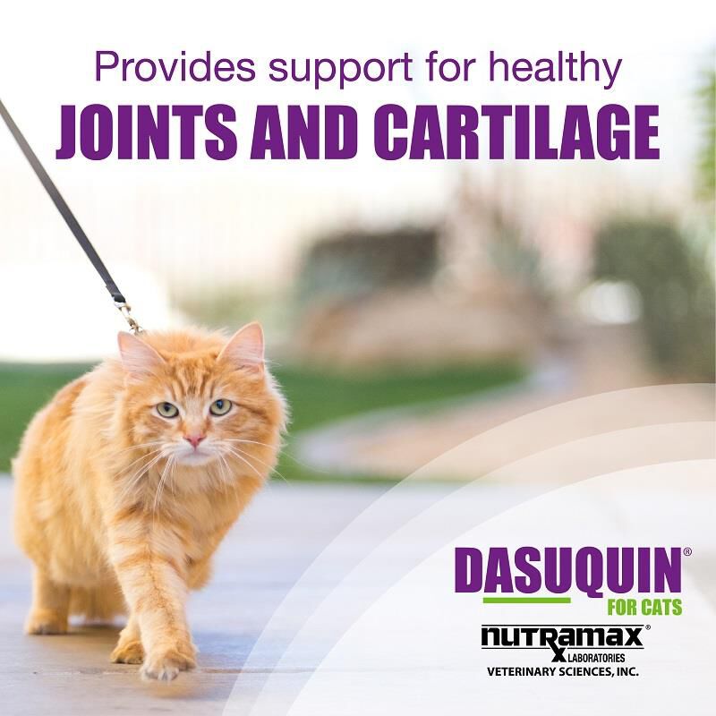 Dasuquin for Cats Soft Chew | Allivet