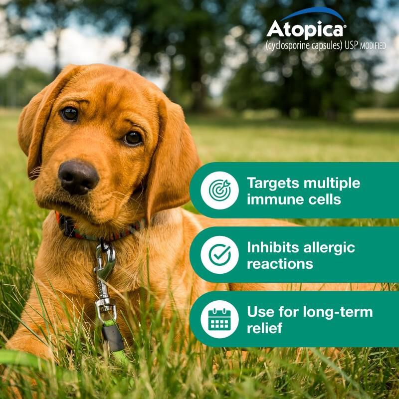 Atopica Cyclosporine 15 Capsules for Dogs 25mg, 50mg, 100mg | Allivet