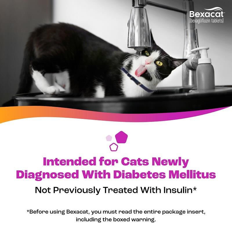 Bexacat (bexagliflozin tablets) for Cats