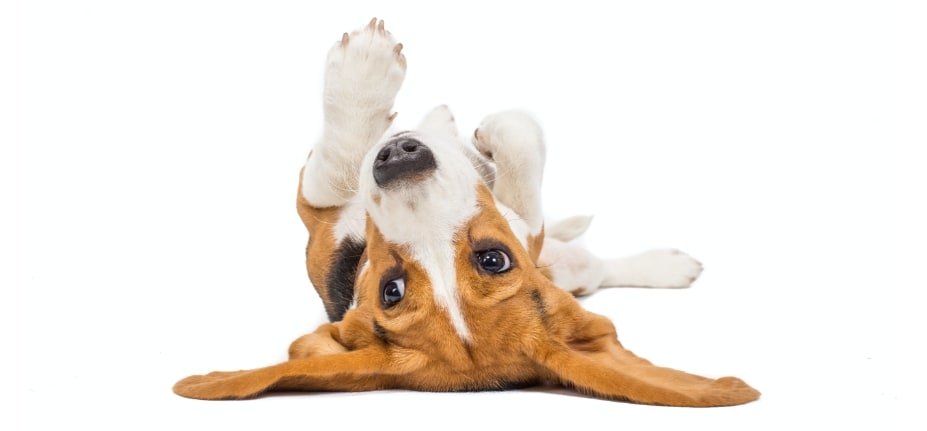 Pet Meds Online: Trusted Pharmacy for Pet Medicine | Allivet